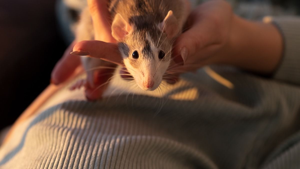 'AITA for making my daughter leave her pet rat at home now that my GF ...