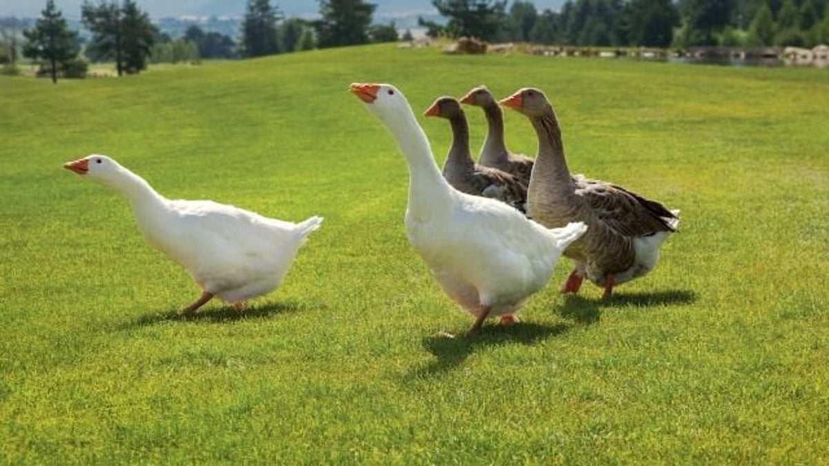 6 people share the wild encounters that made them hate geese ...