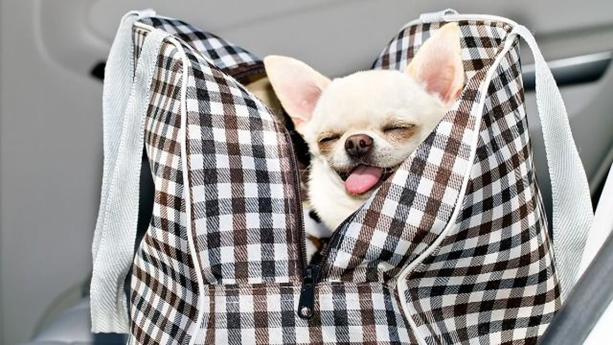 Man asks if he was wrong to report neighbor for breaking no-dogs rule ...