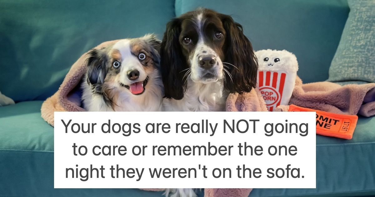 Woman forbids guest from sleeping on couch; 'that's my dogs' place ...