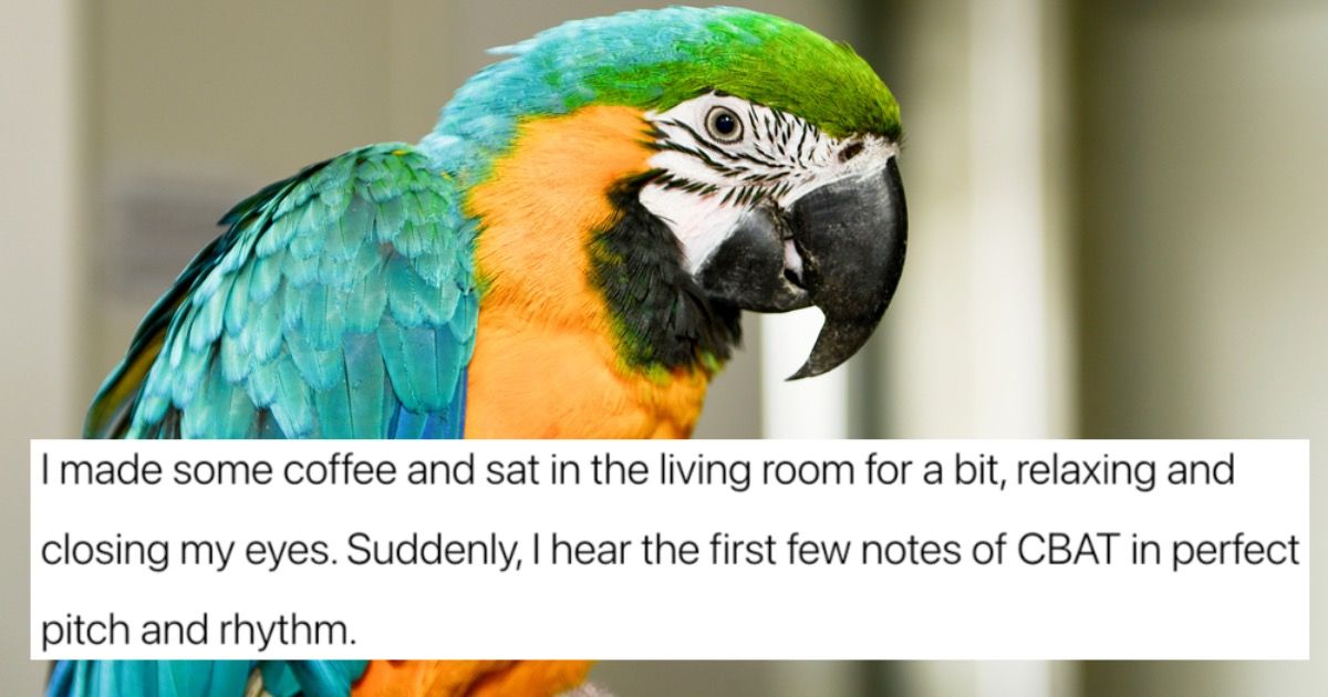 Man asks if he messed up by accidentally teaching roommate's parrot ...