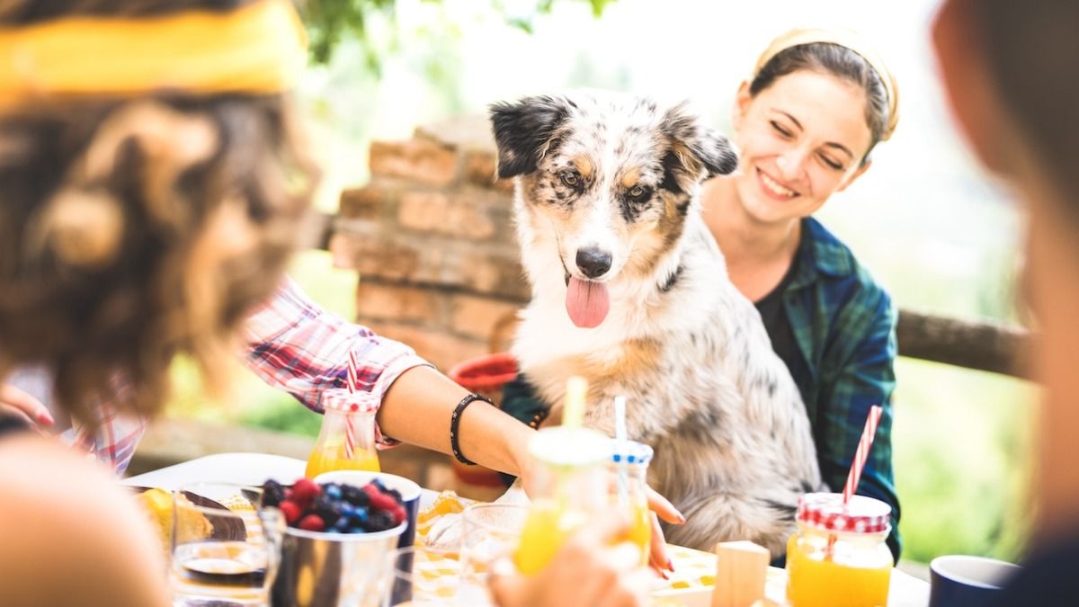 Man storms out of dinner after friends bring dog to restaurant, friends ...