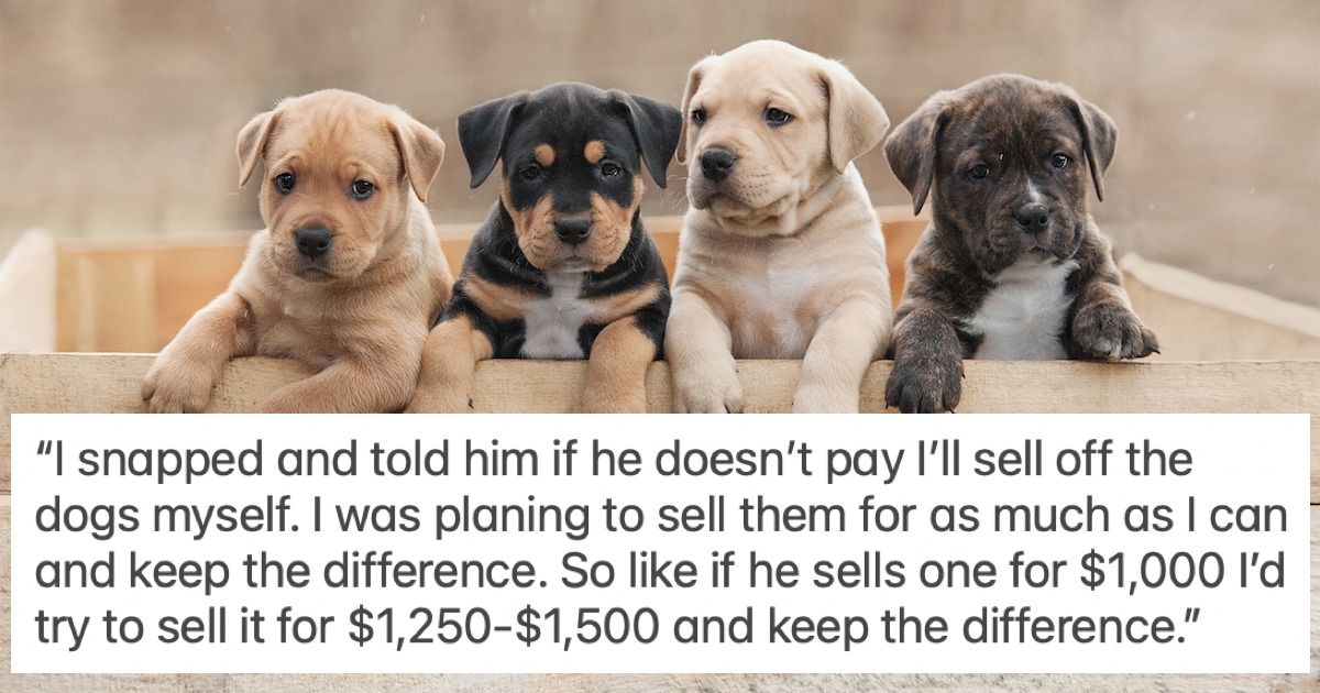 Man wants to 'ransom' puppy liter after being denied compensation. AITA ...