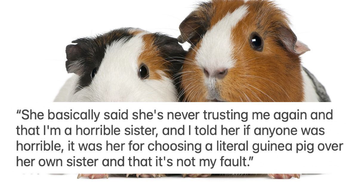 Teen agrees to watch sister's guinea pigs, 'permanently' loses her ...