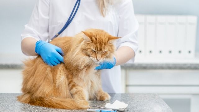 Woman tired of taking care of boyfriends cat secretly has him put down ...