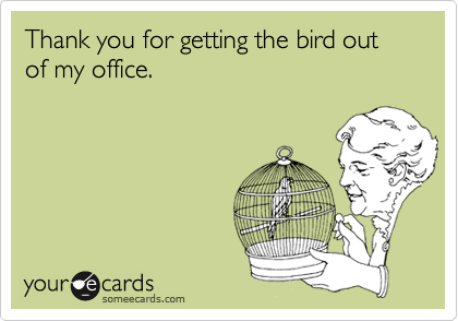 Thank you for getting the bird out of my office. | Thanks Ecard